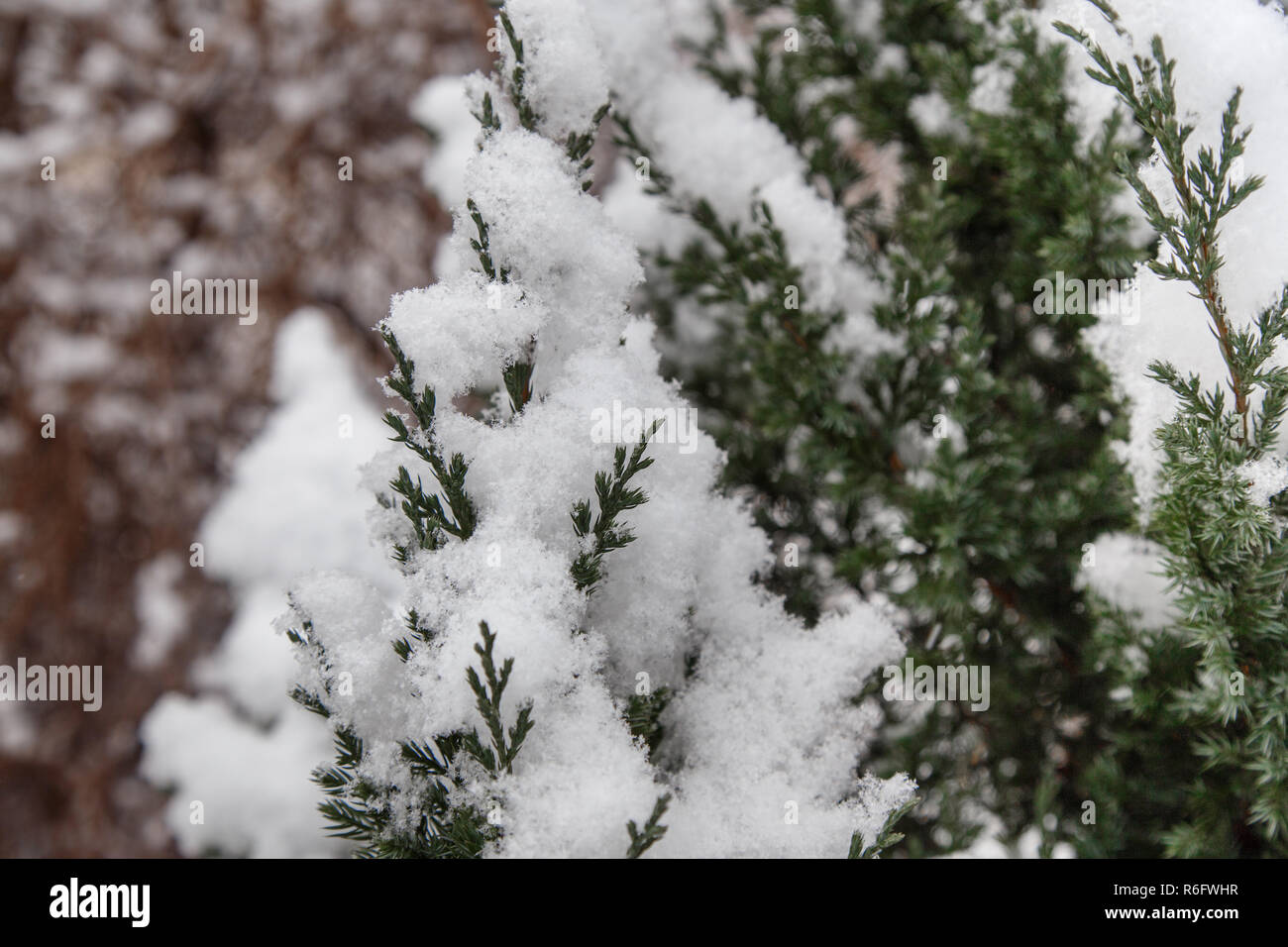 snow on a branch of a juniper Stock Photo - Alamy