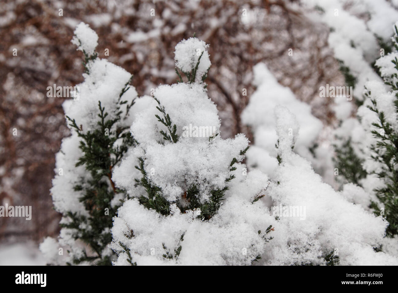 snow on a branch of a juniper Stock Photo - Alamy