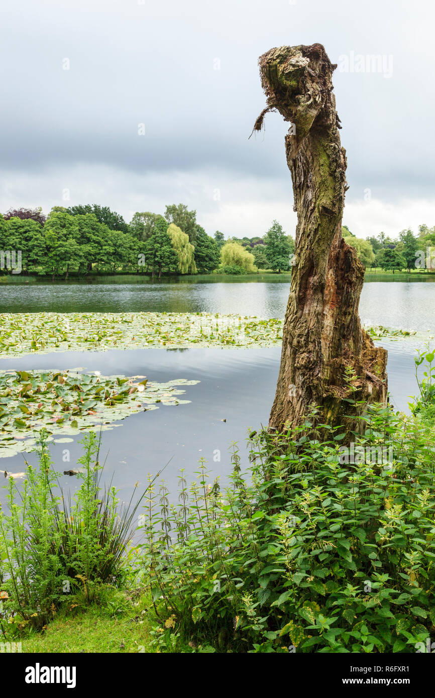 Old twisted tree stump at the side of a lake, Wollaton Park, Nottingham ...