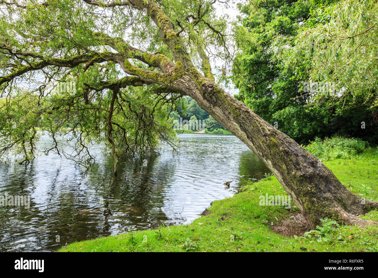 Overhanging tree hi-res stock photography and images - Alamy