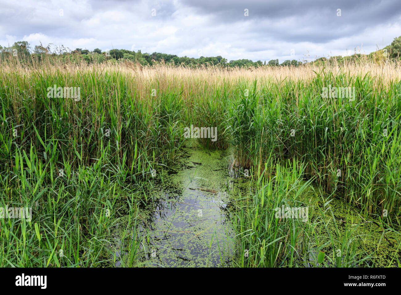 Reeds growing edge water hi-res stock photography and images - Alamy