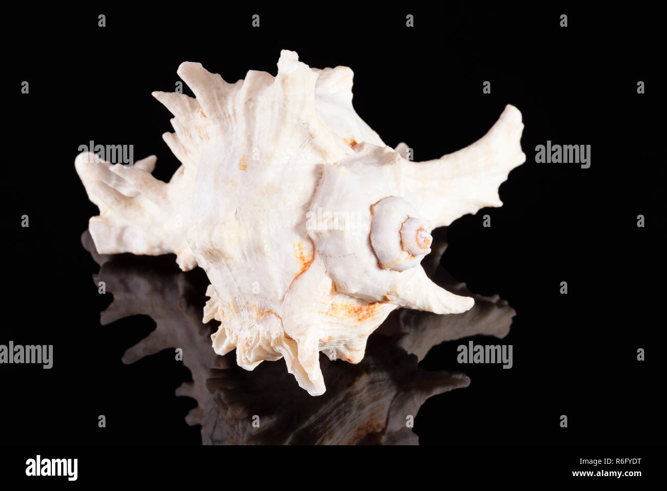 Predatory Sea Snail High Resolution Stock Photography and Images - Alamy