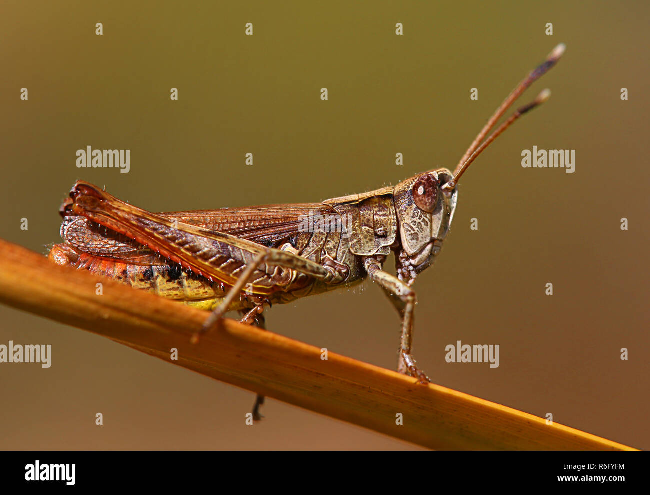 Heupferdchen High Resolution Stock Photography and Images - Alamy