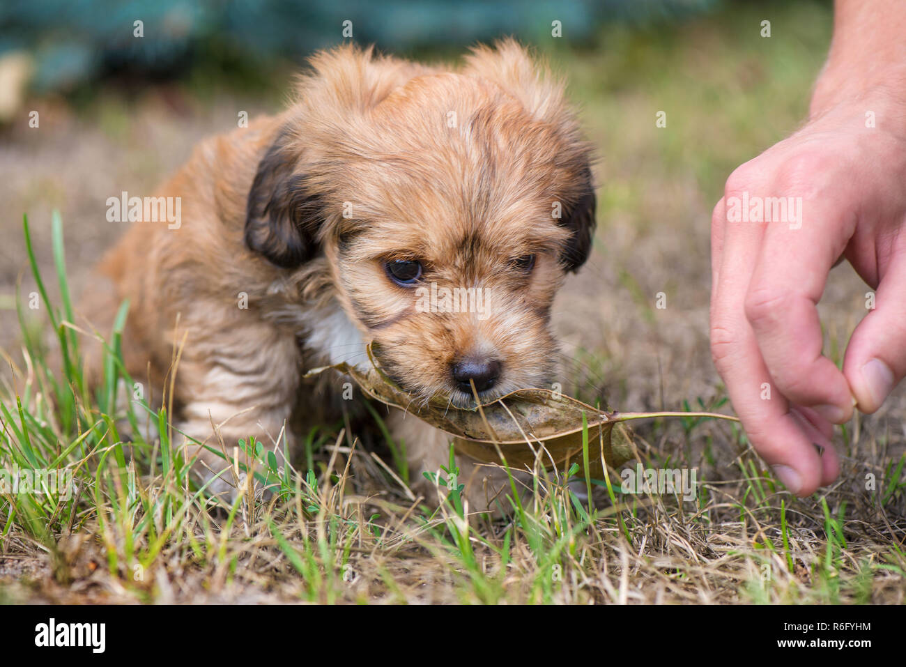 Little, lovely, fluffy, cute brown puppy playing outdoors with owner ...