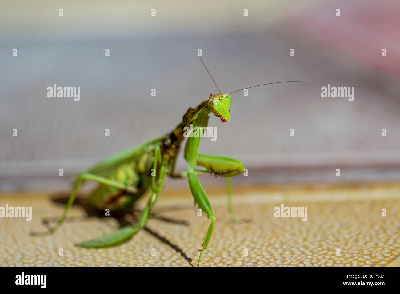 Female mantis hi-res stock photography and images - Alamy