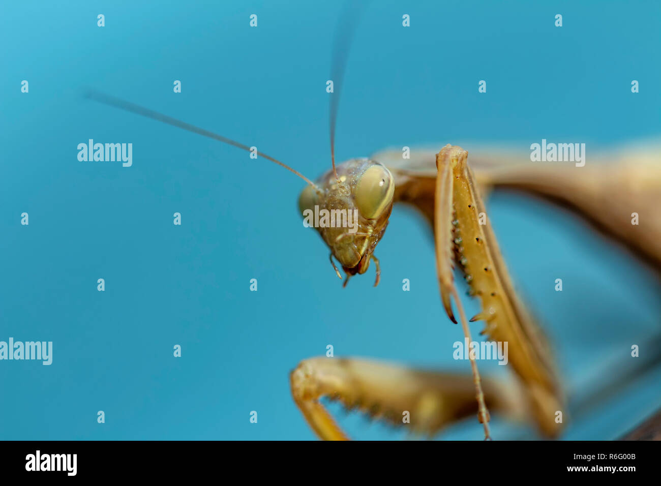 Adult female mantis hi-res stock photography and images - Alamy