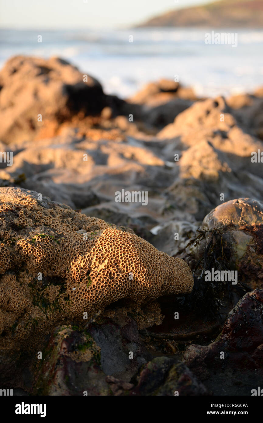 Colony of segmented worms form hi-res stock photography and images - Alamy