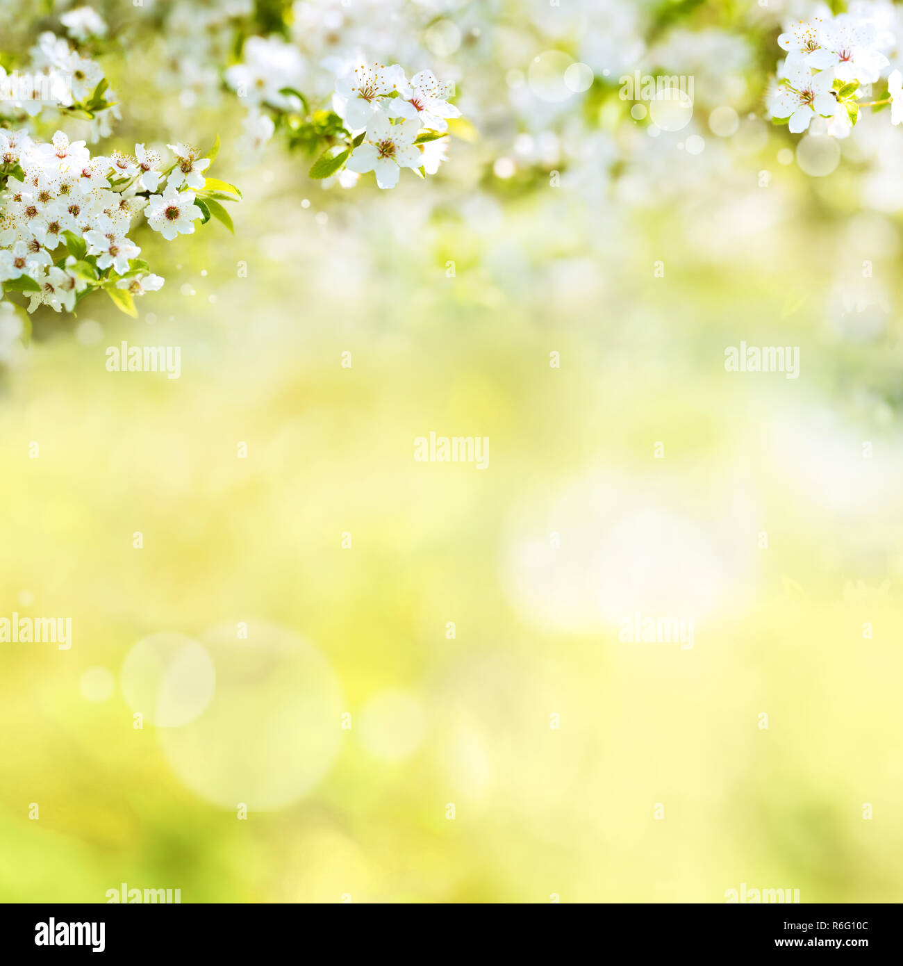 spring background with cherry blossoms Stock Photo - Alamy