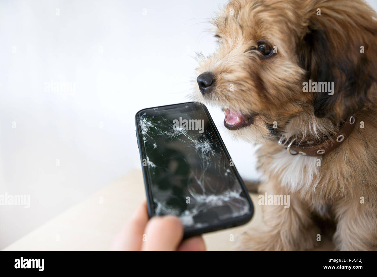 Can Dogs Look At Phone Screens