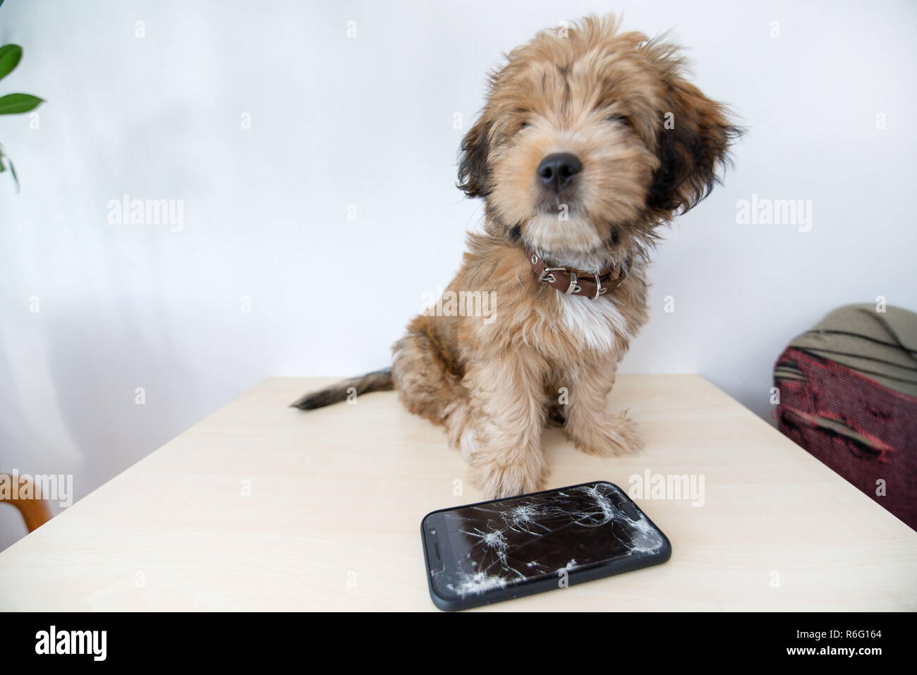 Broken and damaged smartphone with cracks on glass screen next to ...