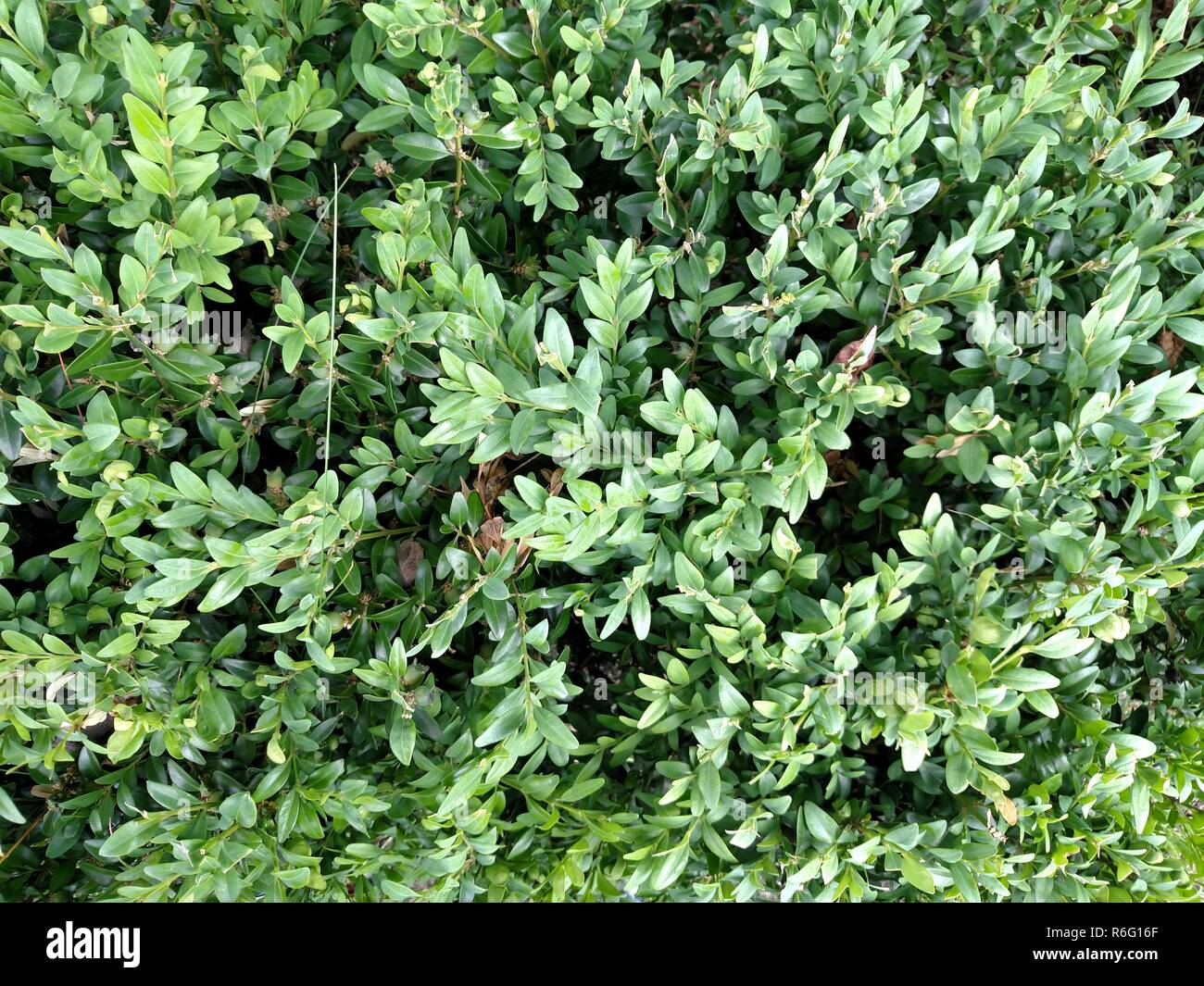 Box bush . View from above . Summer day Stock Photo - Alamy
