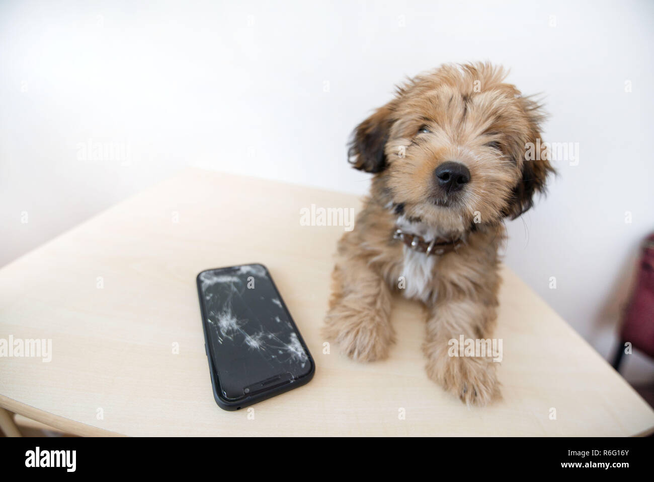 Broken and damaged smartphone with cracks on glass screen next to ...