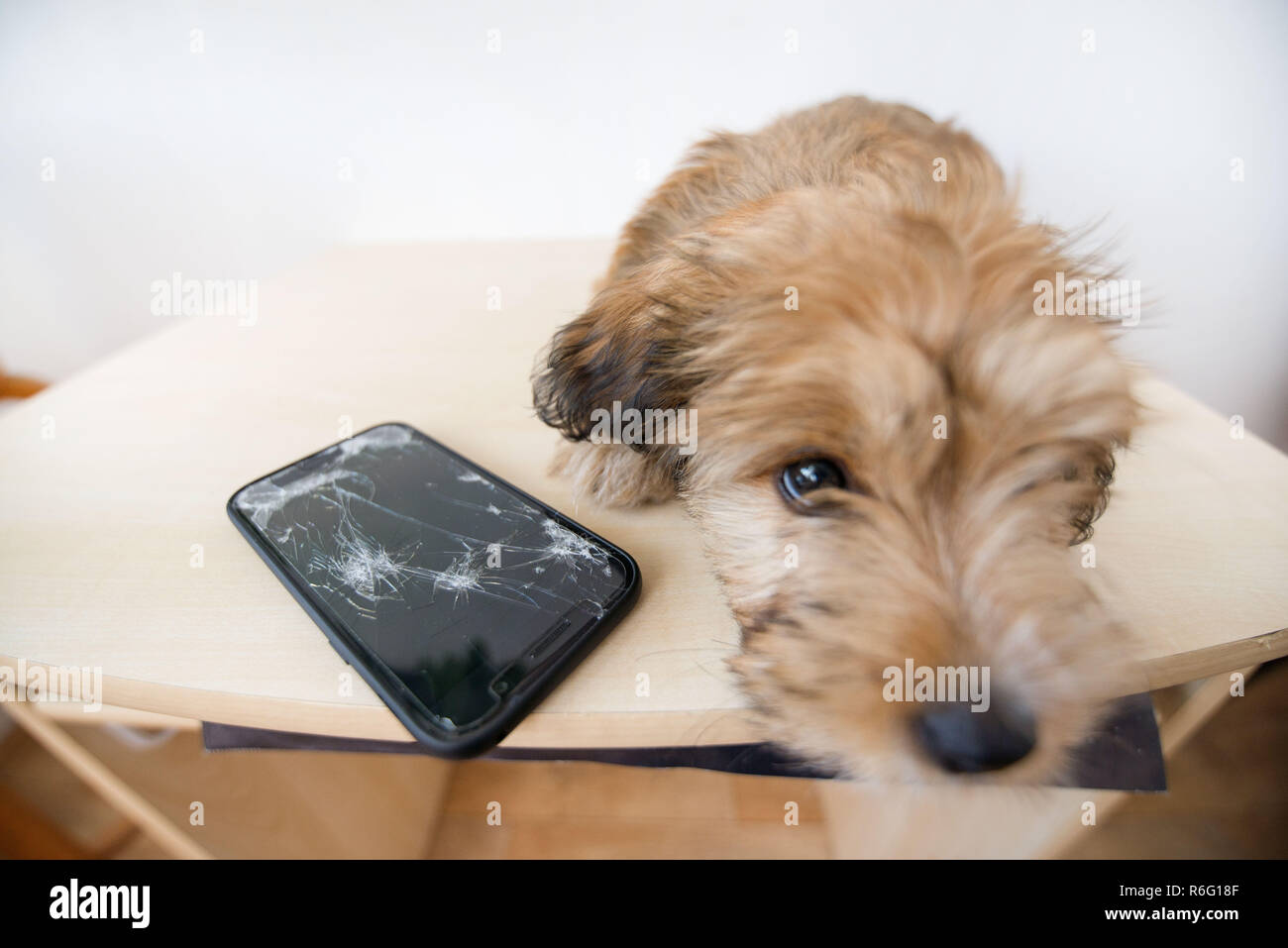 Broken and damaged smartphone with cracks on glass screen next to ...