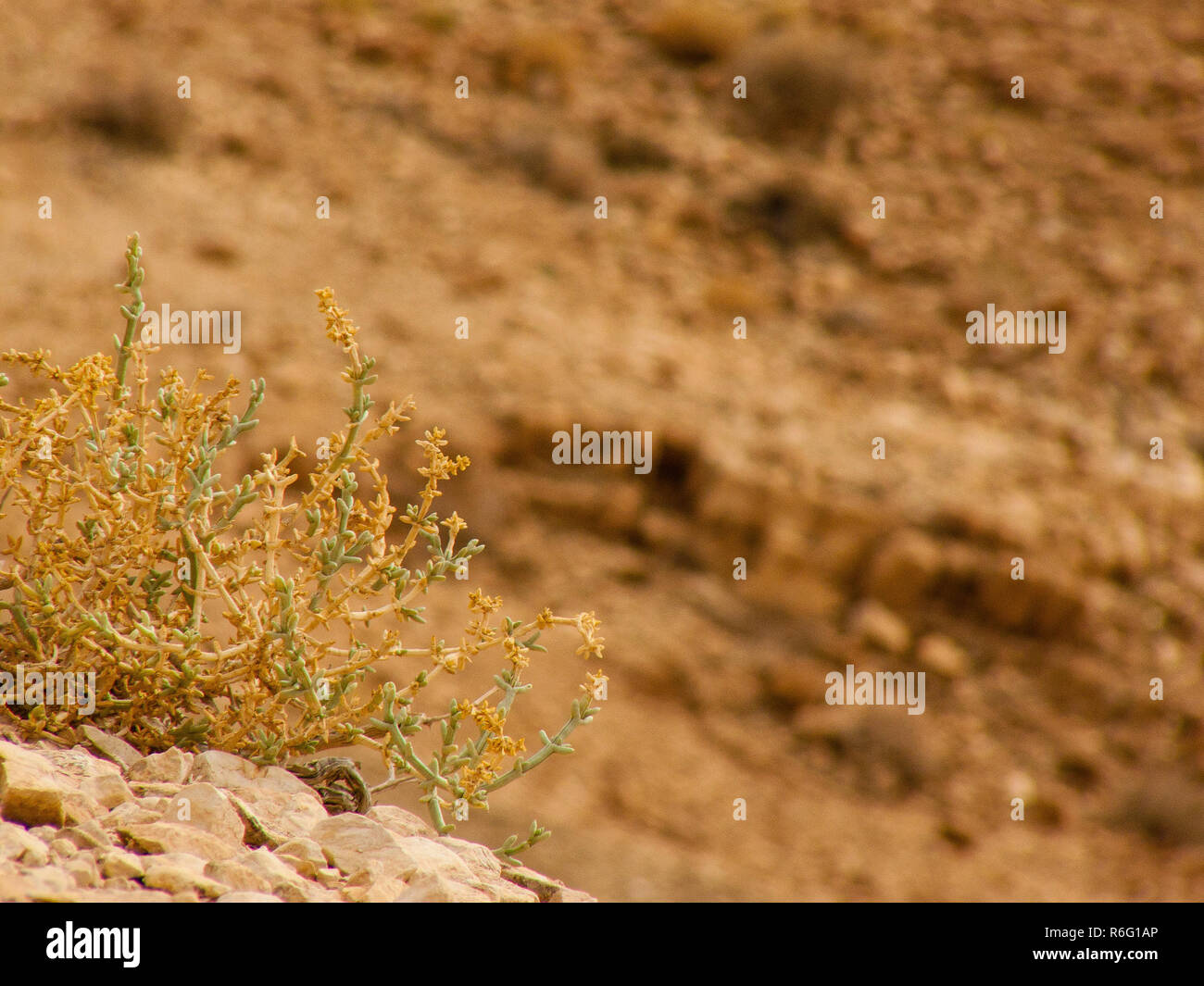 Landscape of the Negev desert in Israel Stock Photo - Alamy