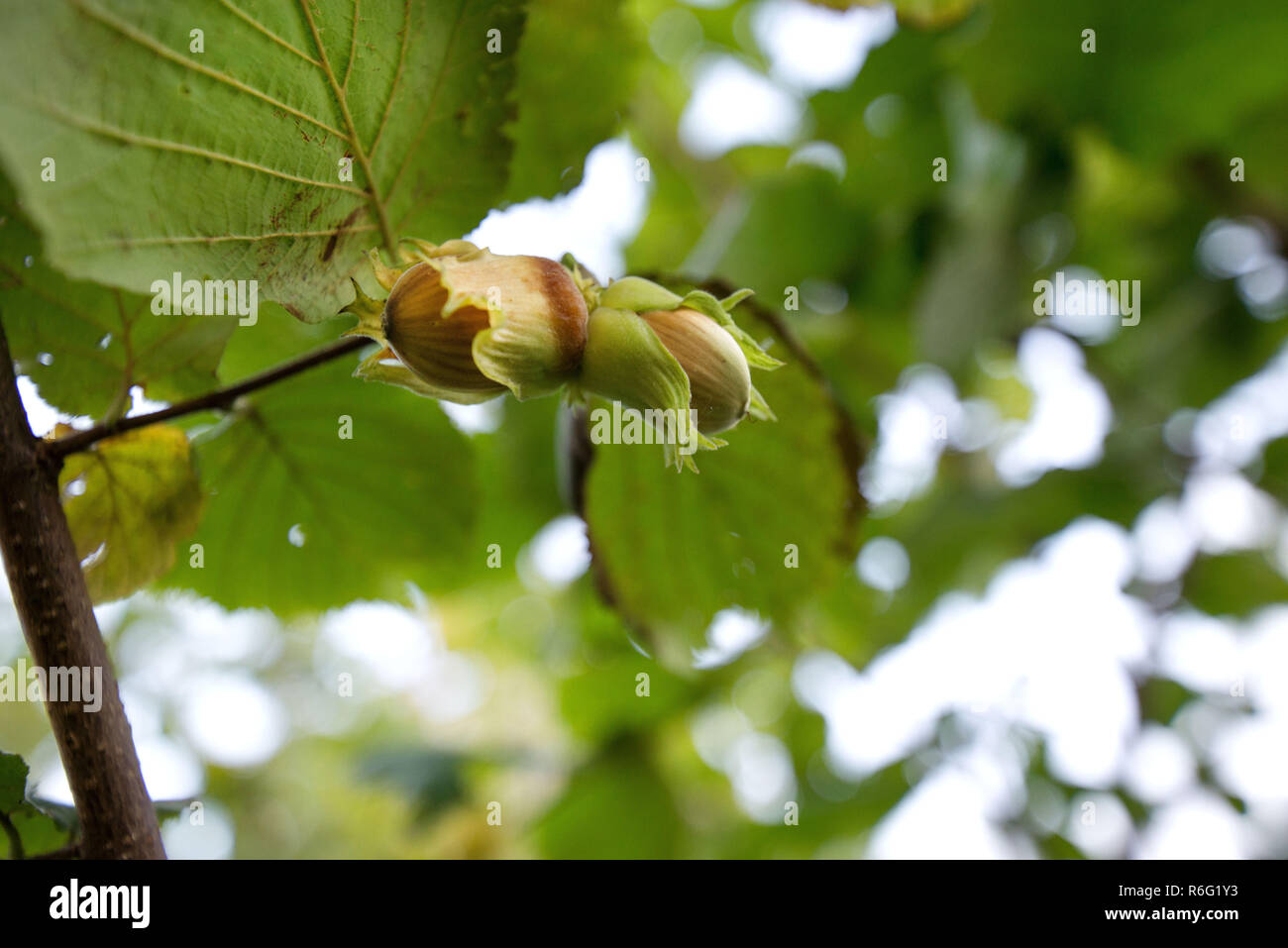 Fresh green clusters of hazelnuts growing and hanging from tree ...