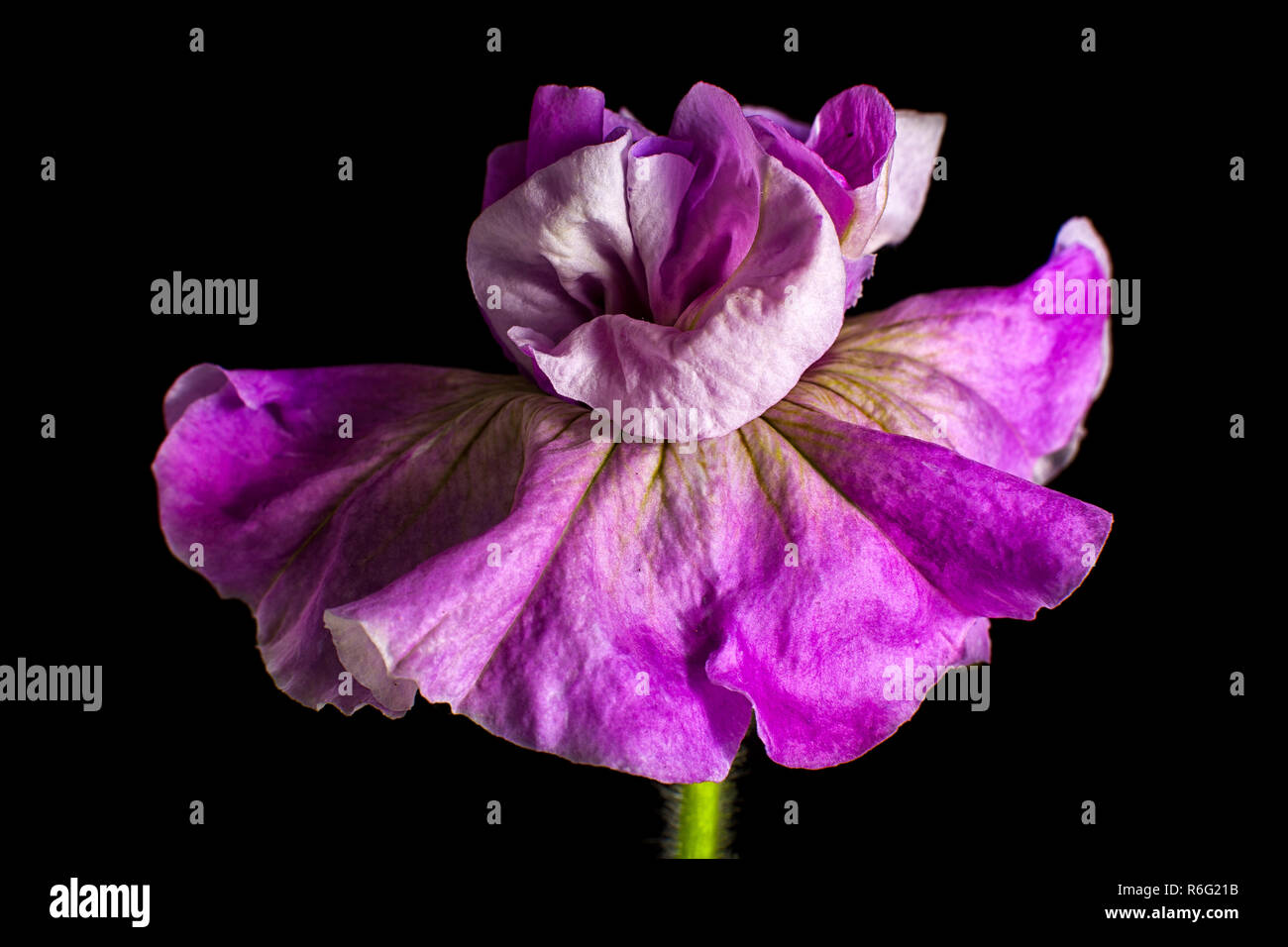 purple petunia variety Stock Photo - Alamy