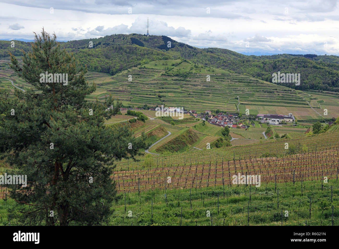 oberbergen in the kaiserstuhl with the skull as the highest elevation ...