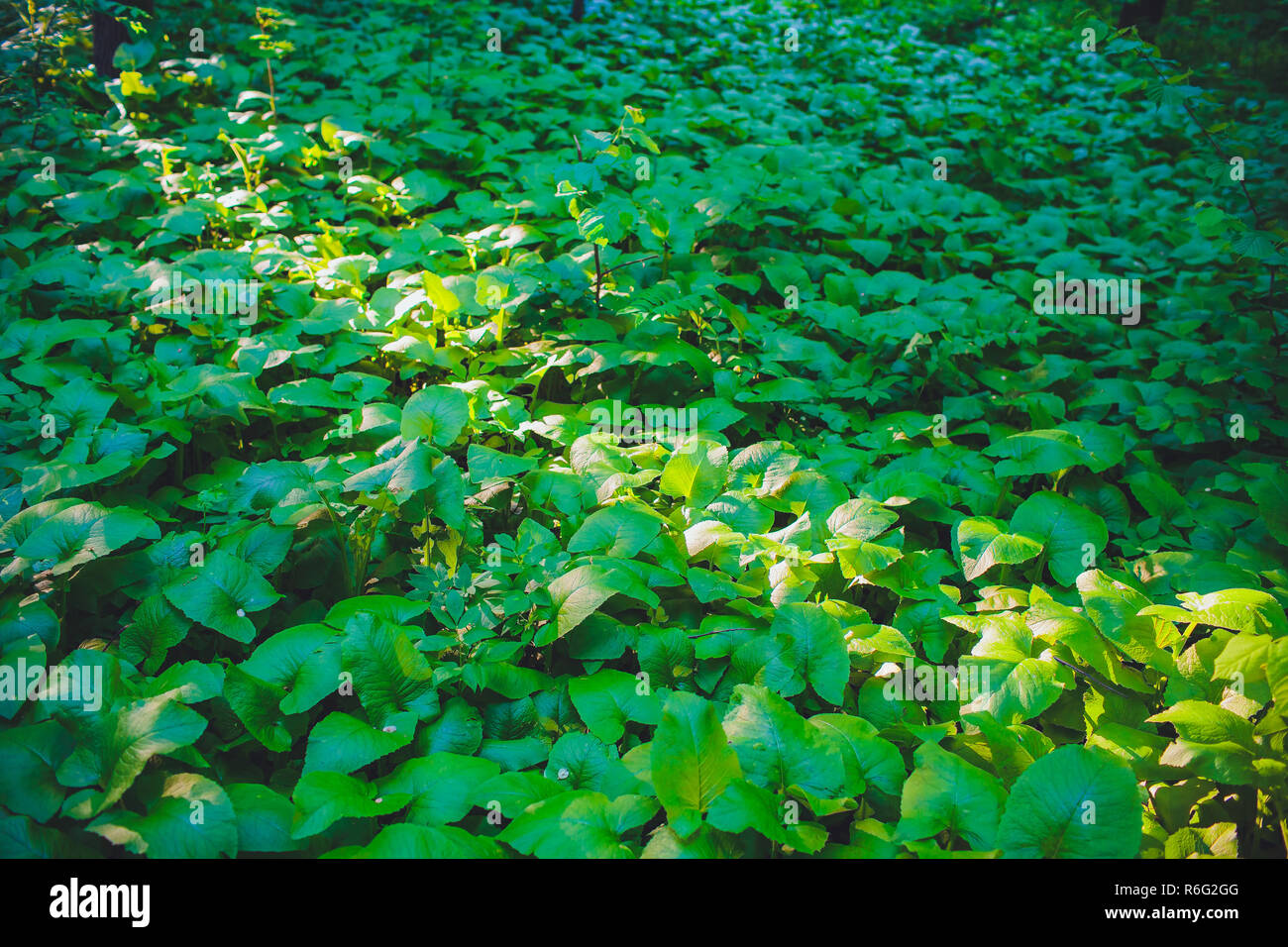 striped green leaf on leaves background Stock Photo - Alamy