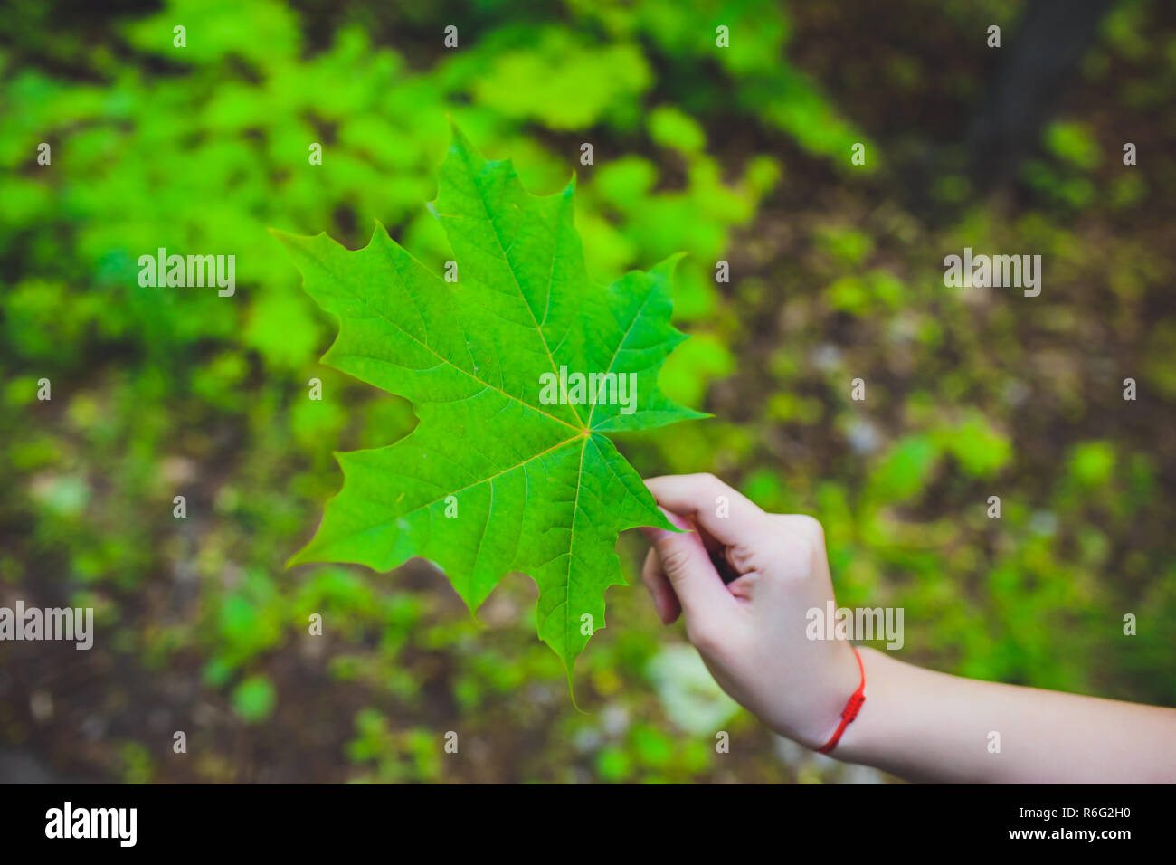 Human hand holding maple leaf - nature concepts Stock Photo - Alamy