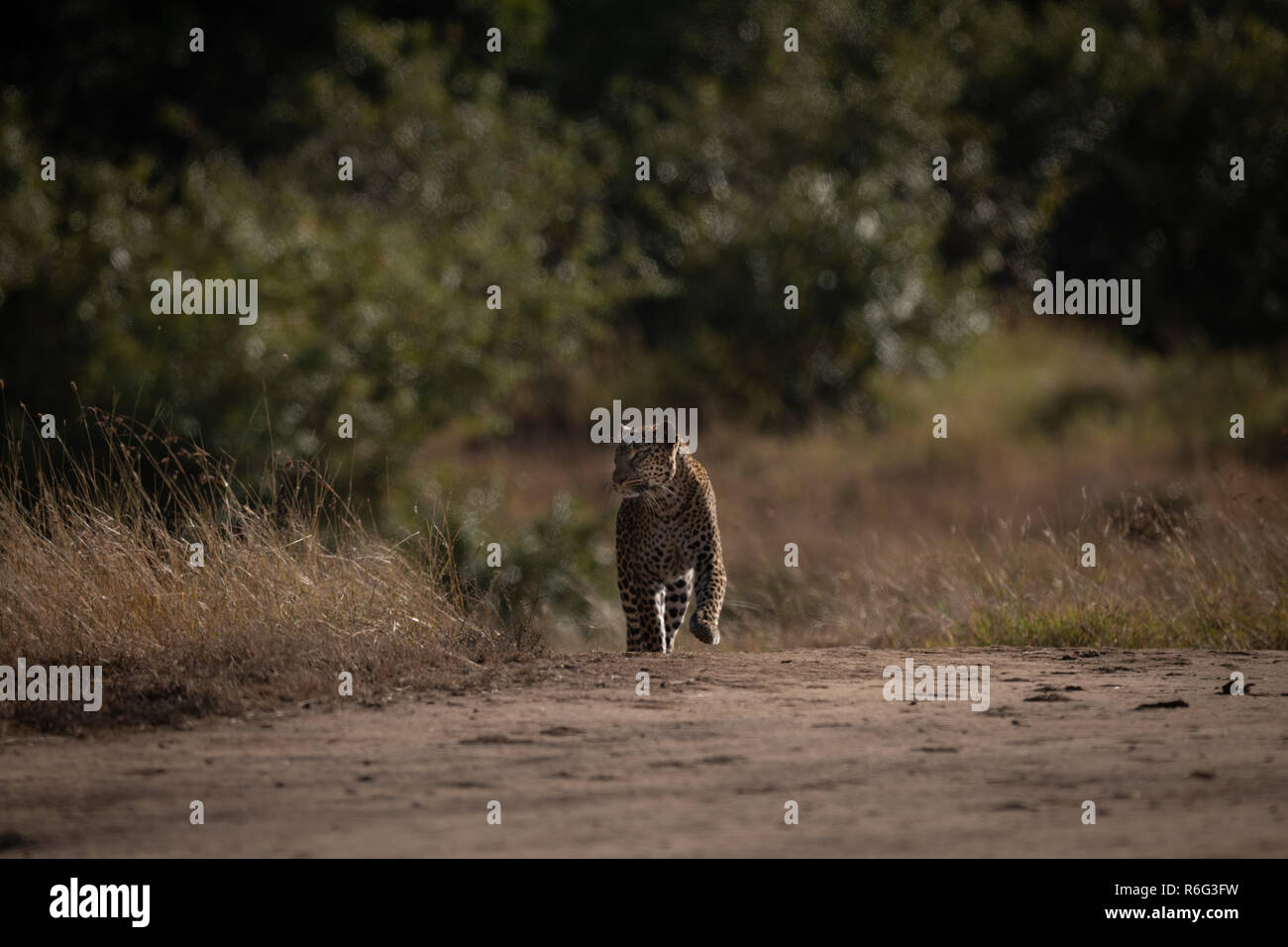 Leopard on safari track hi-res stock photography and images - Alamy