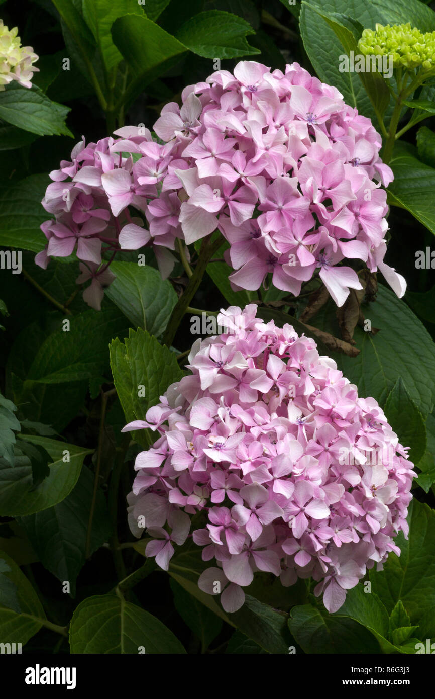 Hydrangea (Hydrangea macrophylla hortensia cv.Pink ) Mop head type of ...