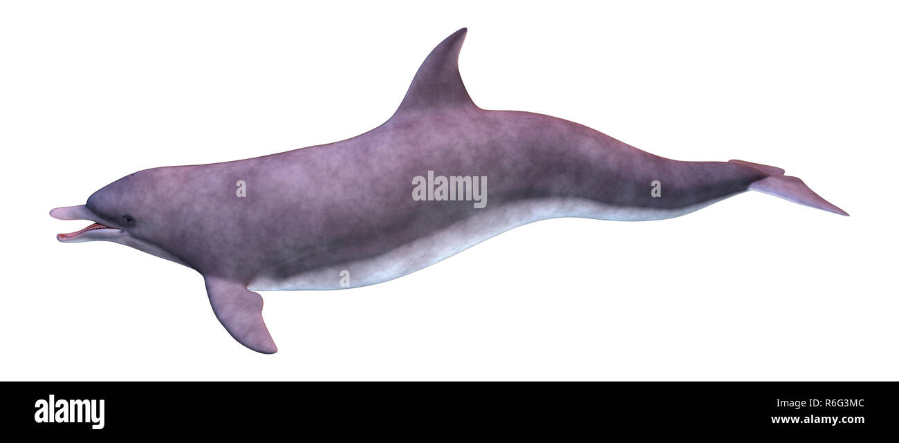3D Rendering Dolphin on White Stock Photo - Alamy