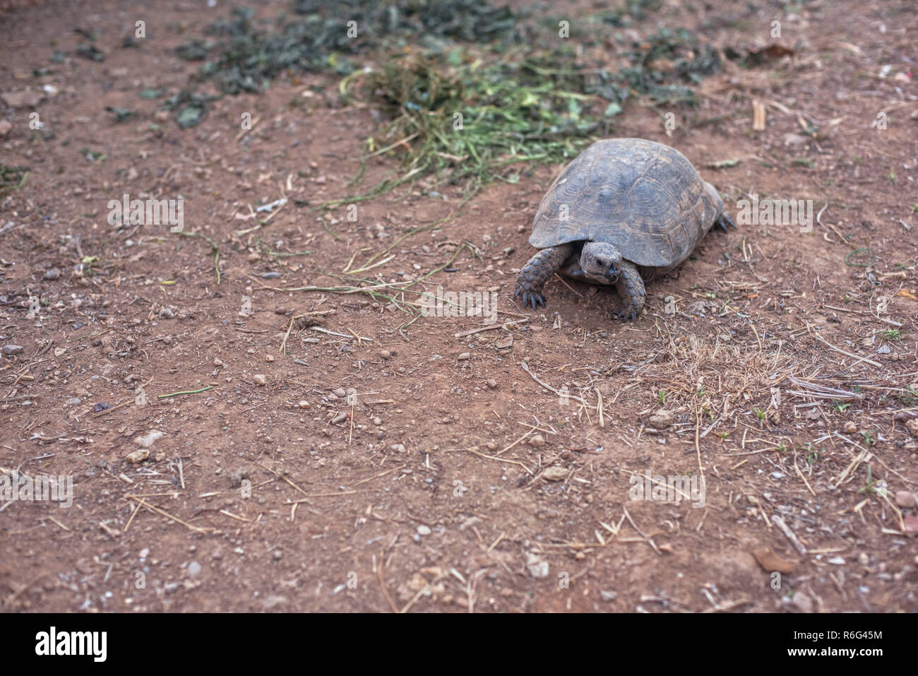Turtle on the land Stock Photo - Alamy