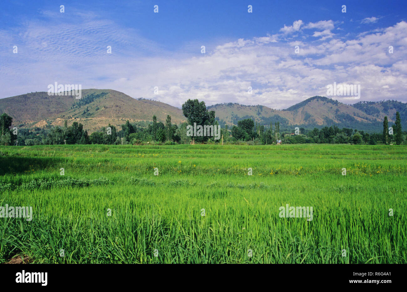 Rice Fields, India, Asia Stock Photo - Alamy