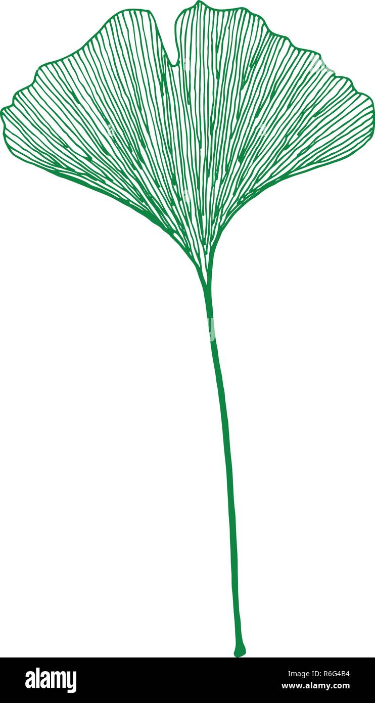 Ginkgo textured leaf vector green on white background Stock Vector ...