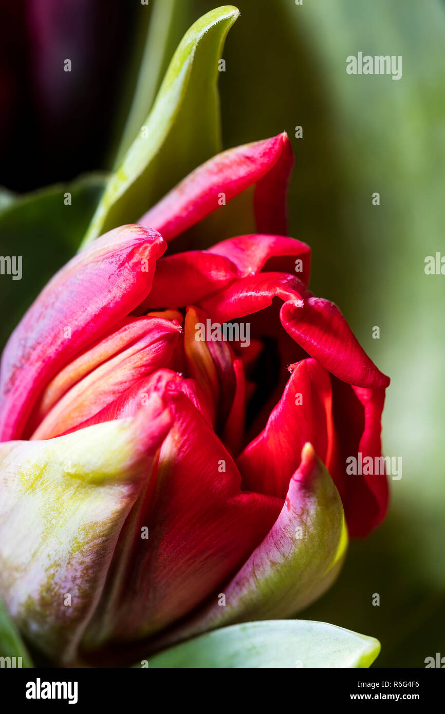stuffed red tulip Stock Photo - Alamy