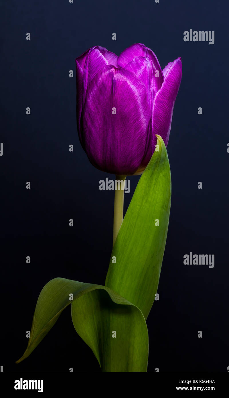 Cyanfarbene hi-res stock photography and images - Alamy