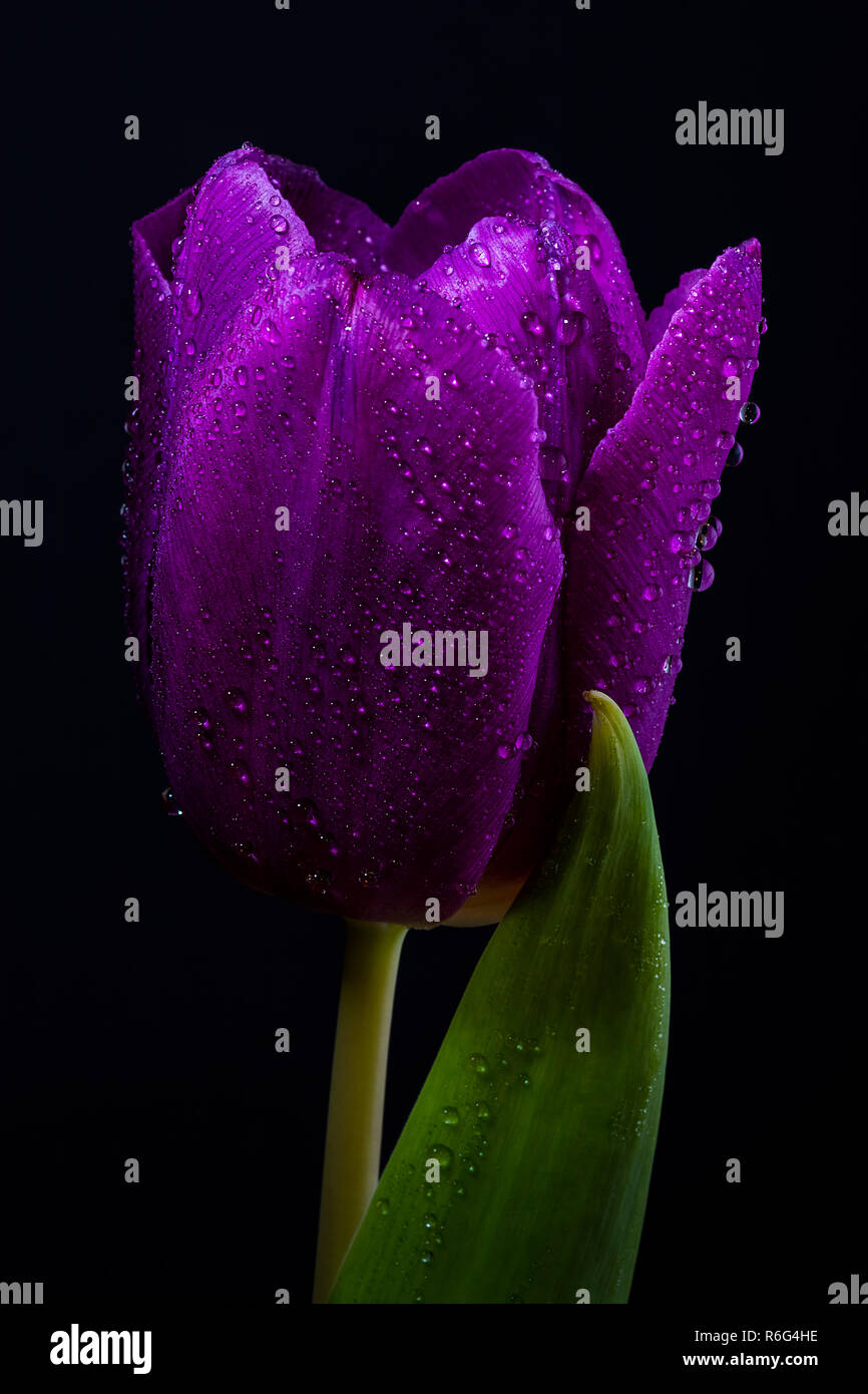 a cyan tulip with raindrops Stock Photo - Alamy