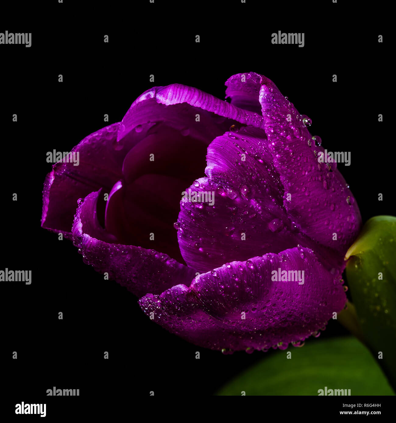 Cyanfarbene hi-res stock photography and images - Alamy