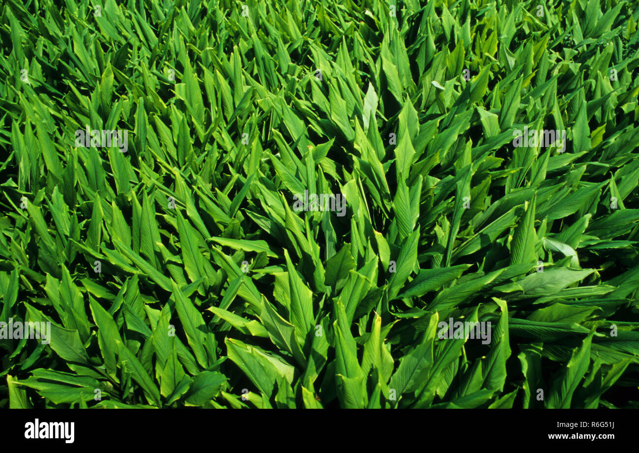 Turmeric Plant High Resolution Stock Photography and Images - Alamy