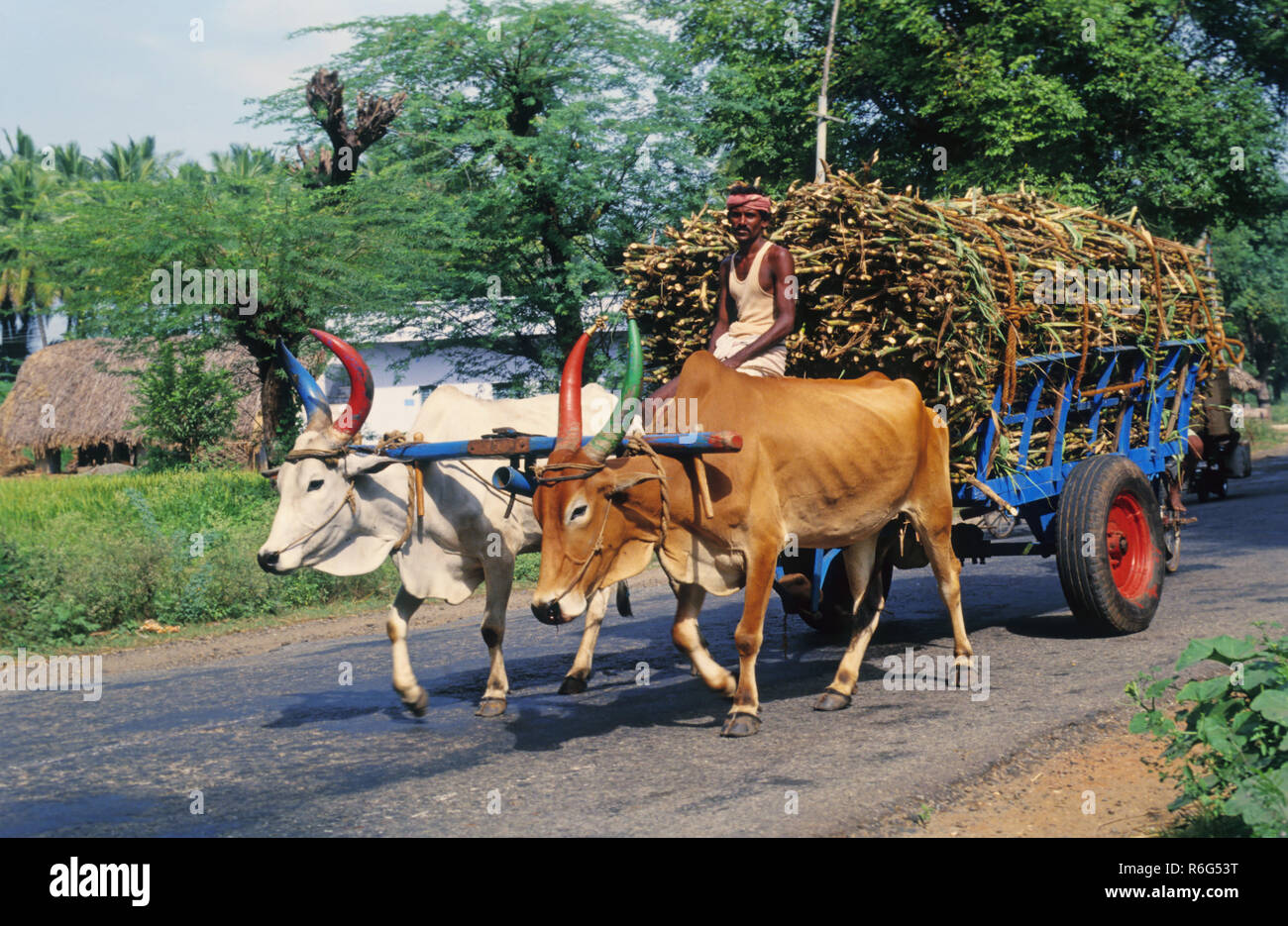 Indian man wheels cart hi-res stock photography and images - Alamy