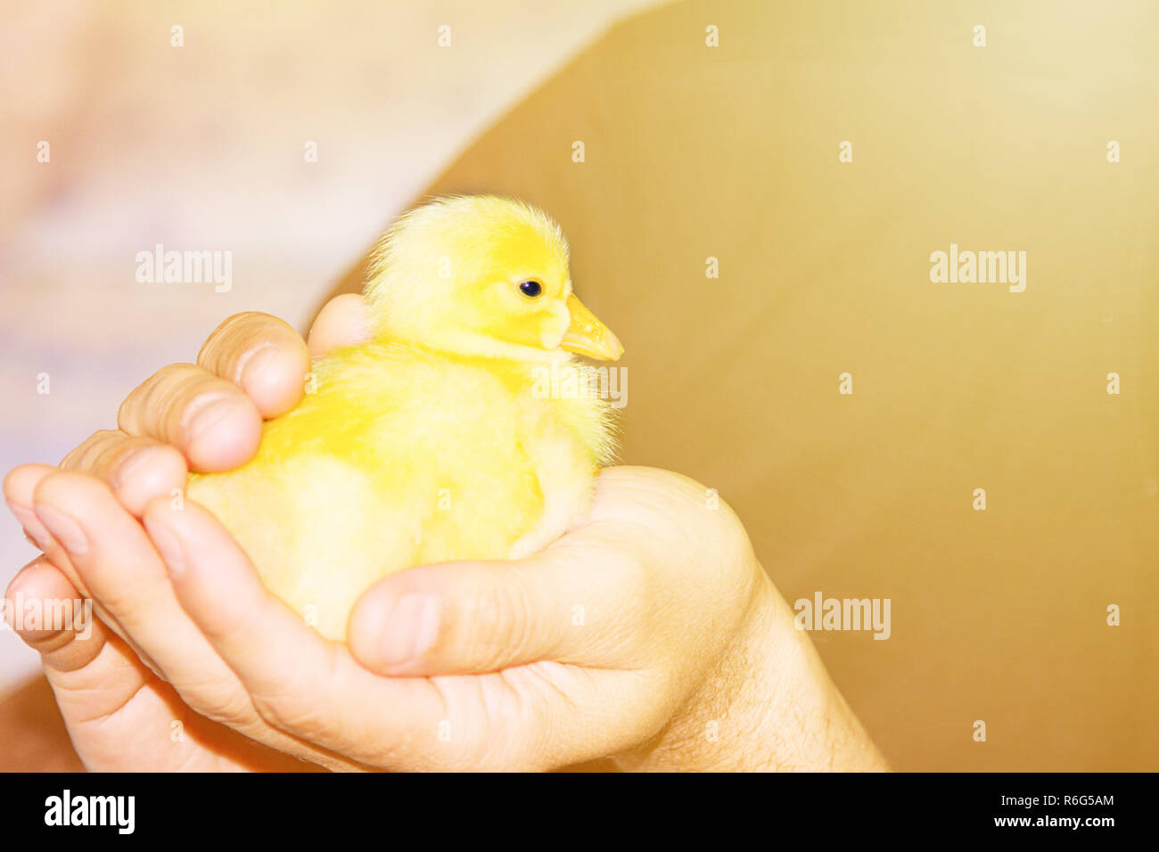 Beautiful little yellow domestic duckling on human hands Stock Photo ...