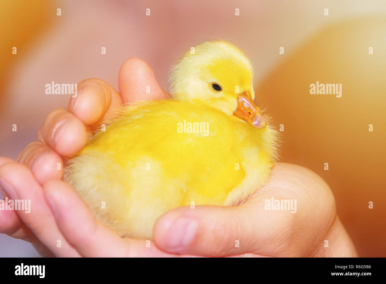 Fluffy little yellow domestic duckling on human hands Stock Photo - Alamy