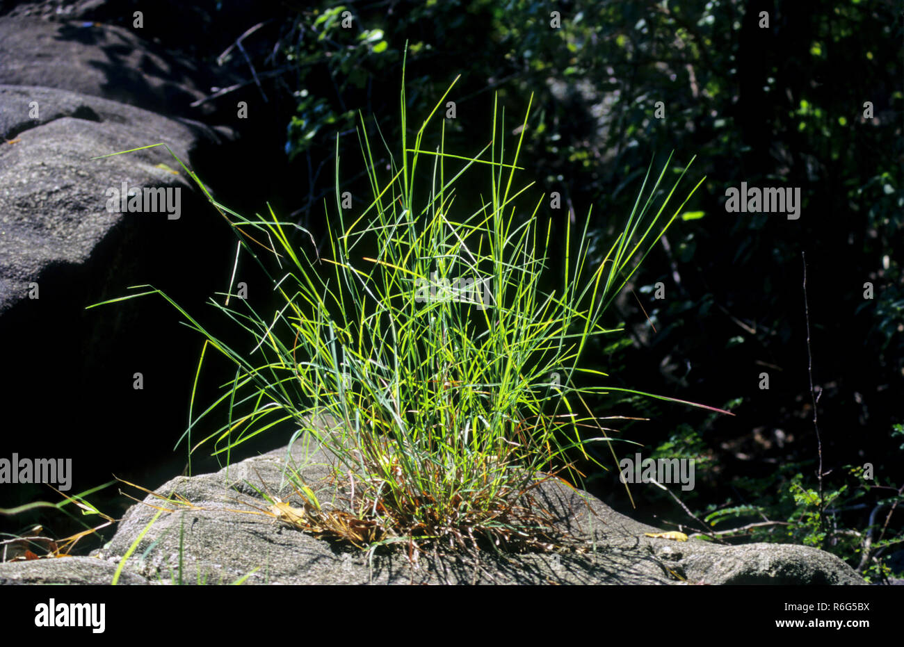 Lemon Grass, Cymbopogon Citratus Stock Photo - Alamy
