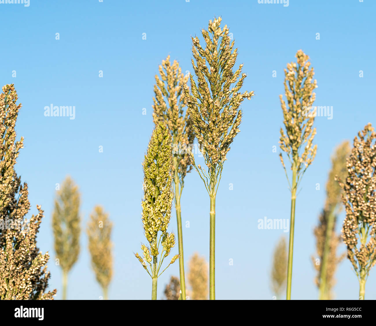 Glutinous millet hi-res stock photography and images - Alamy