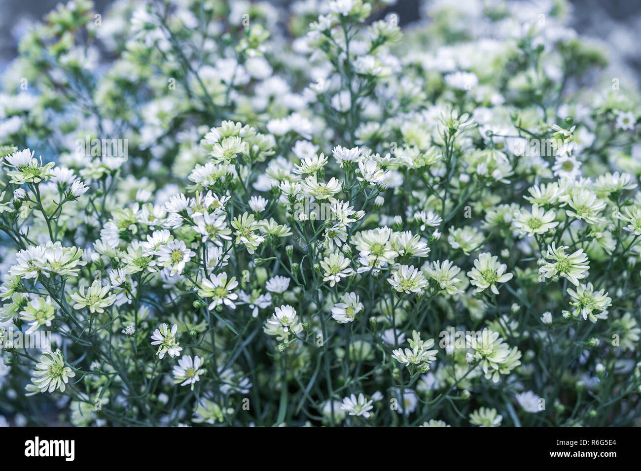 White cutter flowers in garden Stock Photo - Alamy