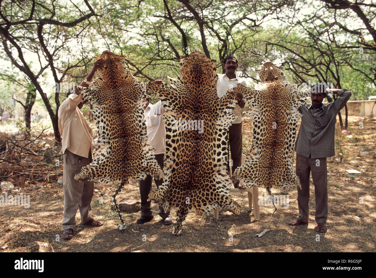 Leopard skin poaching, India, Asia Stock Photo - Alamy