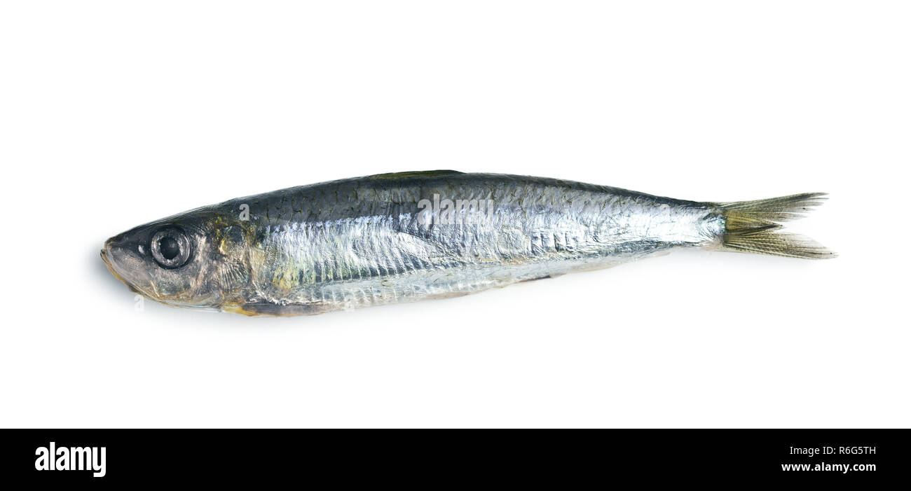 Raw sardines fish Stock Photo - Alamy