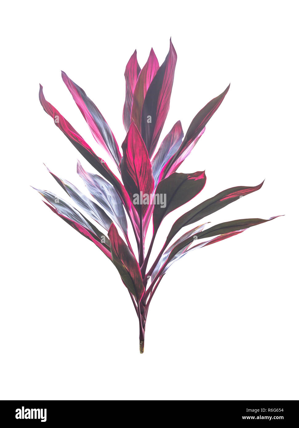 Cordyline fruticosa tree isolated Stock Photo - Alamy