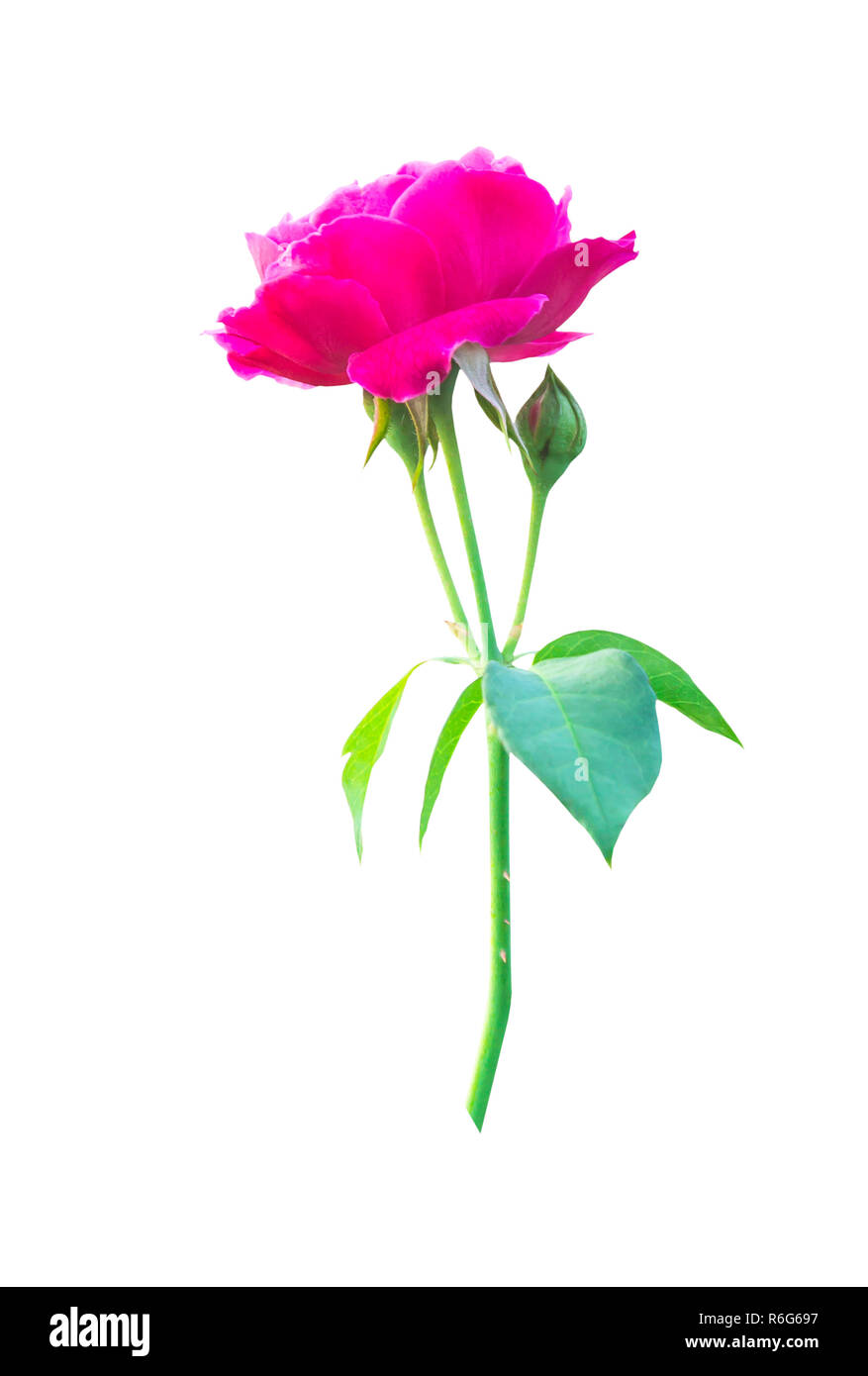 Pink rose flower isolated Stock Photo - Alamy