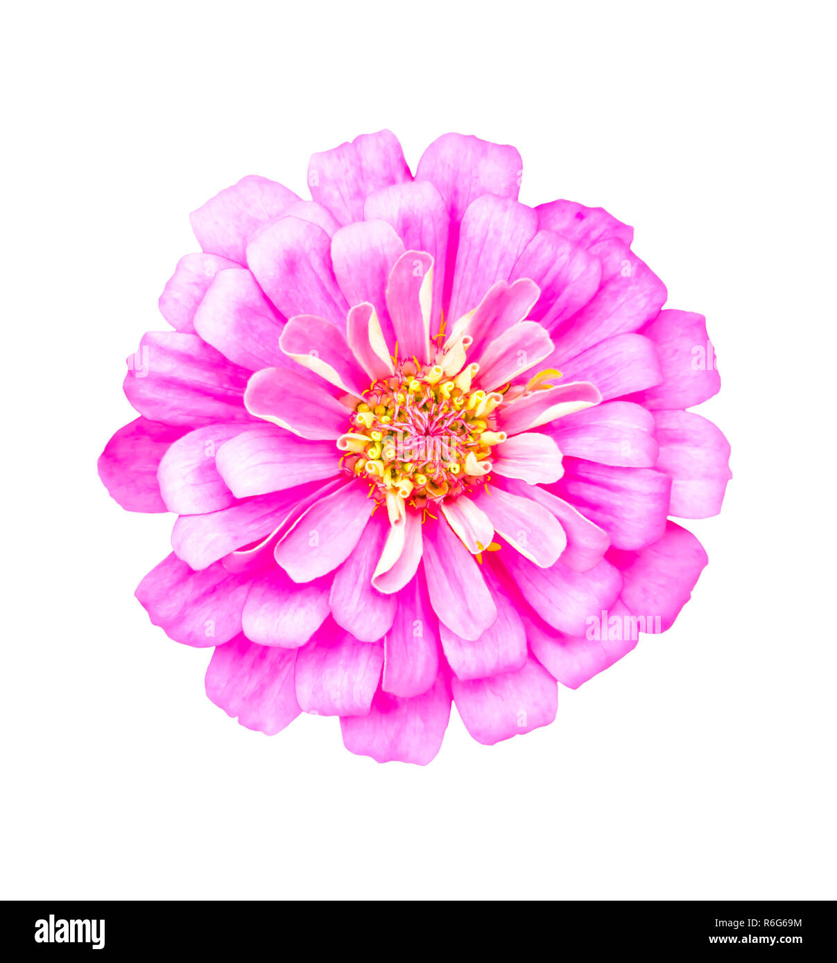 Single pink flower isolated Stock Photo - Alamy