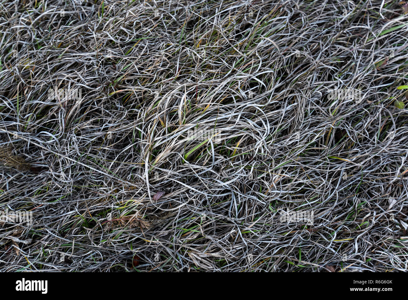 Abstract pattern with dry grass texture for wallpaper design Stock ...