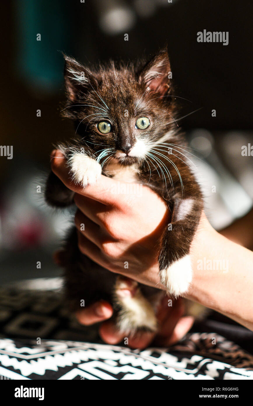 Muzzle Human High Resolution Stock Photography and Images - Alamy