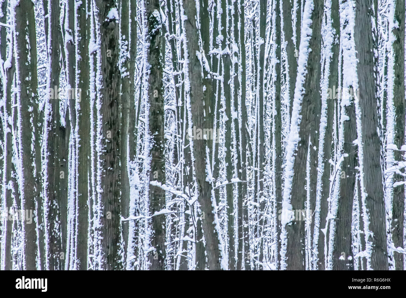 Snow covered tree trunks in winter forest as background Stock Photo - Alamy