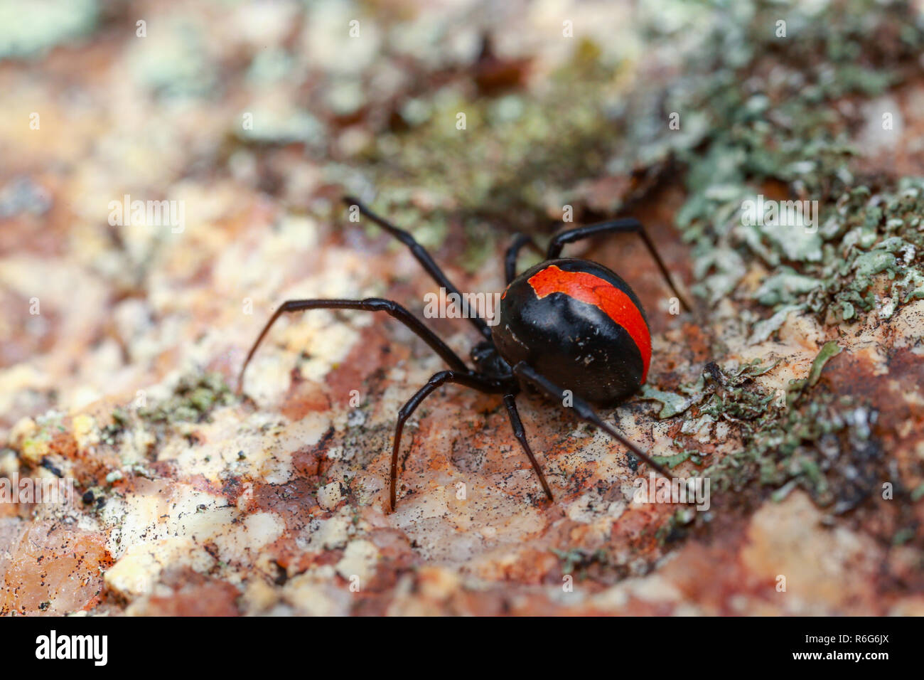 Red back spider hi-res stock photography and images - Alamy