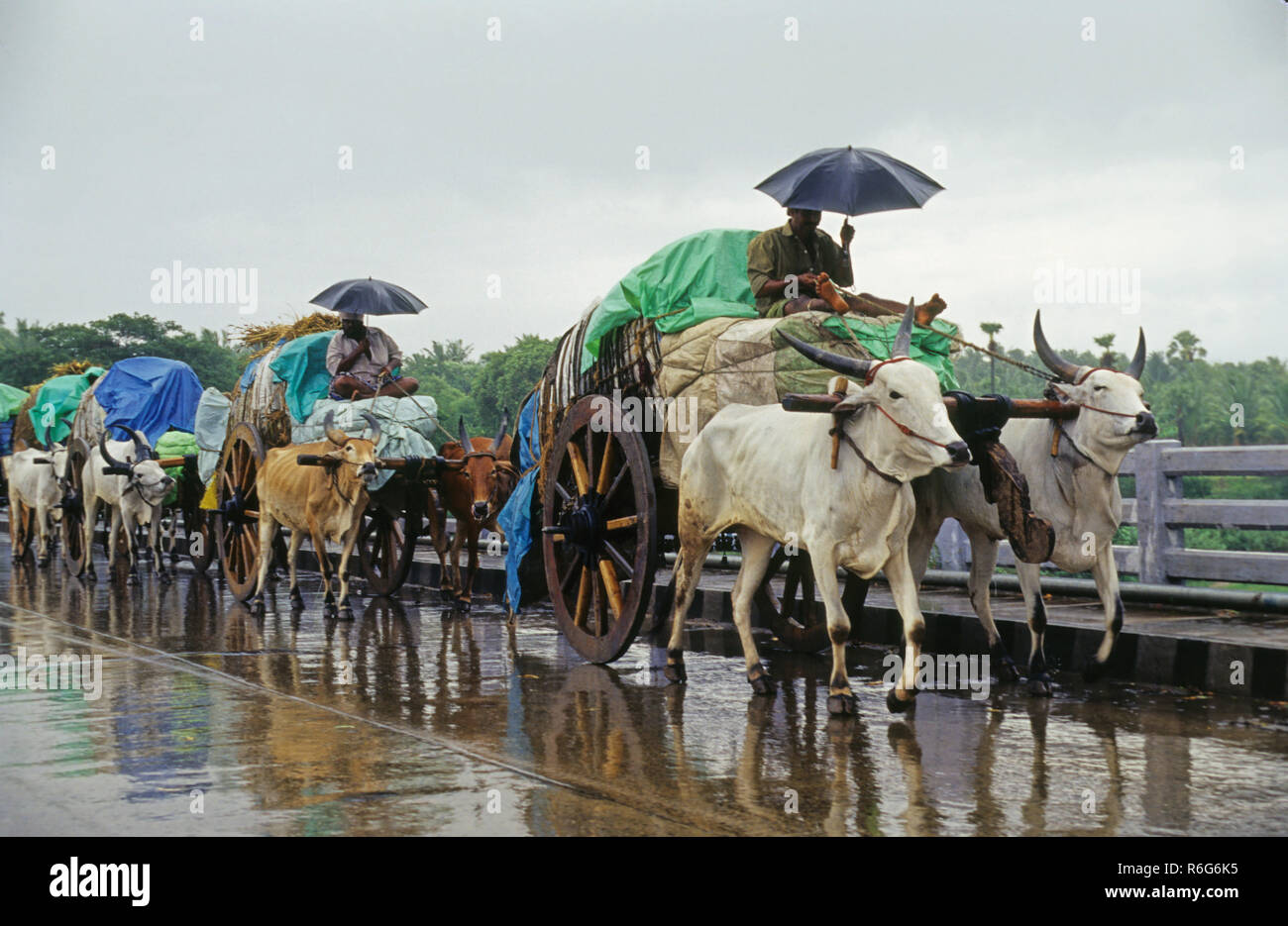 Bullock carriage hi-res stock photography and images - Alamy